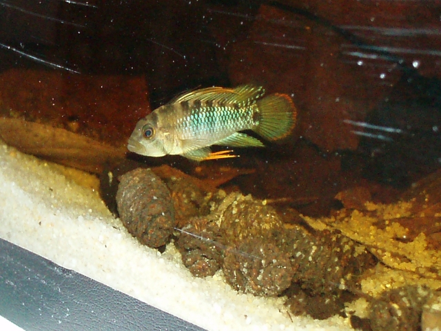 Le monde merveilleux des apistos&co