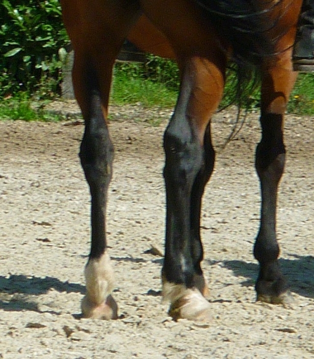 Cheval panard soucis - 1 - Forum Cheval