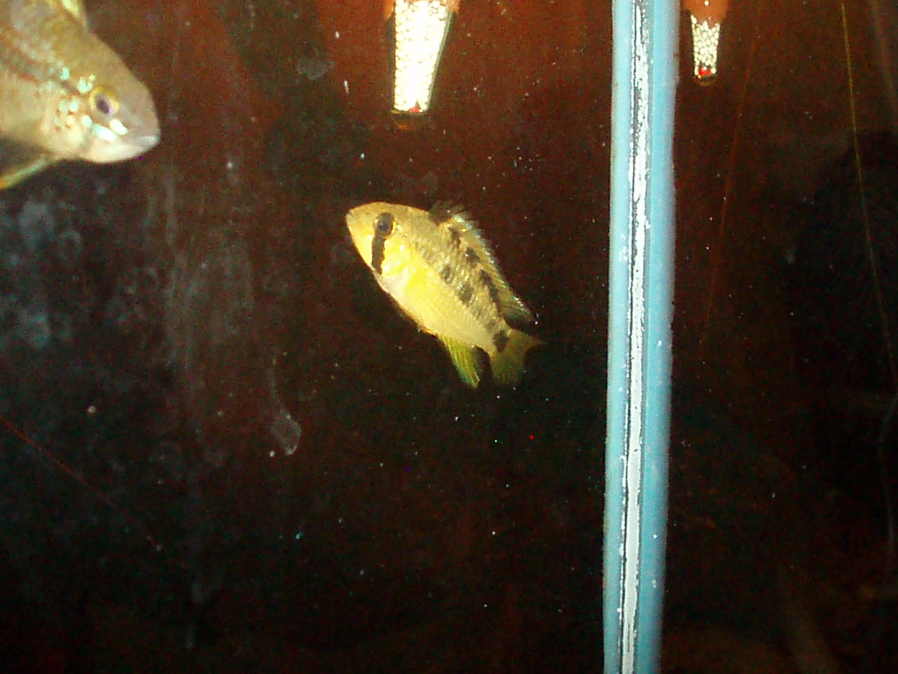 Le monde merveilleux des apistos&co