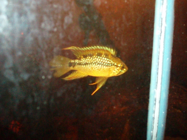 Le monde merveilleux des apistos&co