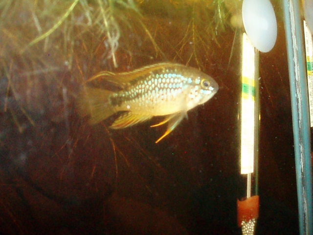 Le monde merveilleux des apistos&co