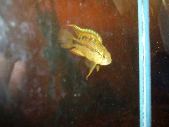 Le monde merveilleux des apistos&co