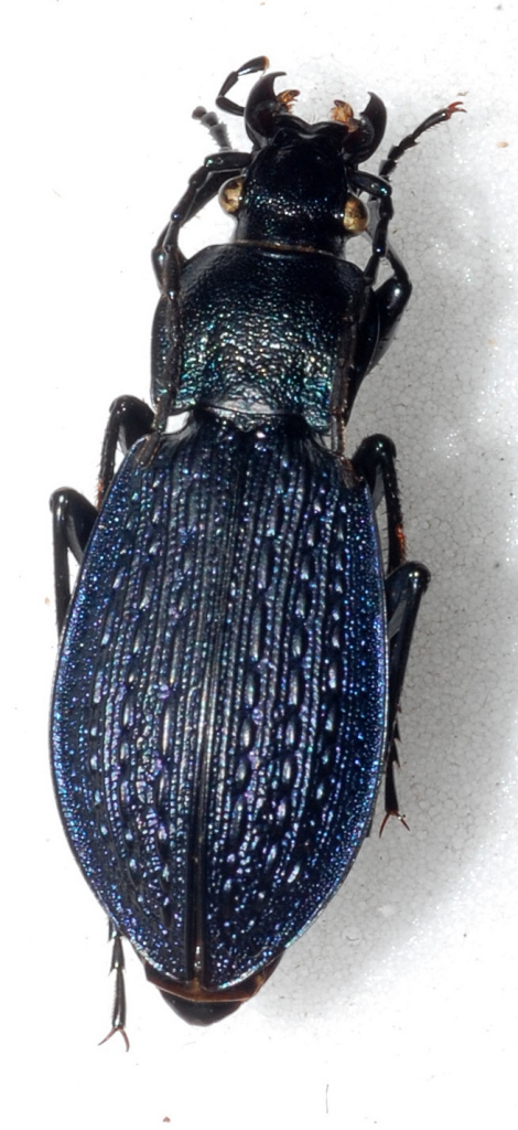 [Carabus sp.] un nom pour ce russe - Le Monde des insectes