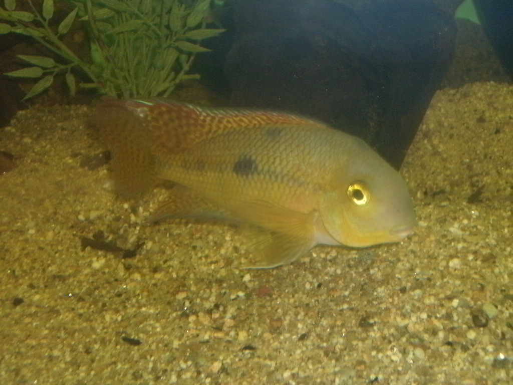 mes cichlidés d'amerique centrale