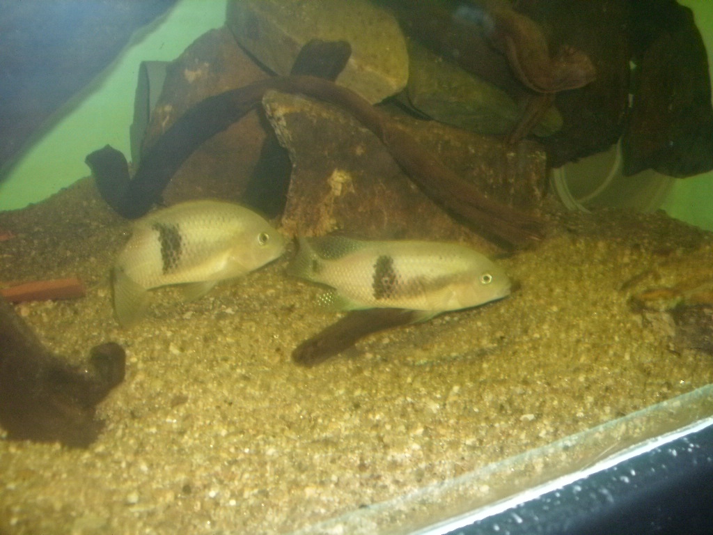 mes cichlidés d'amerique centrale