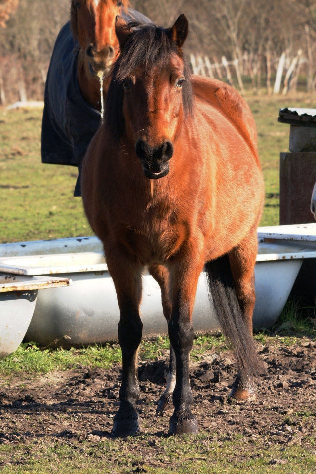 Coup de sang - 1 - Forum Cheval