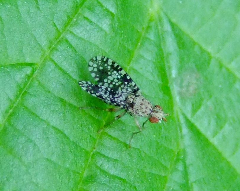 [Trypetoptera punctulata] Corps en damier, ailes tachées. - Le Monde ...