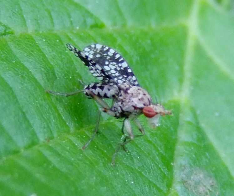 [Trypetoptera punctulata] Corps en damier, ailes tachées. - Le Monde ...