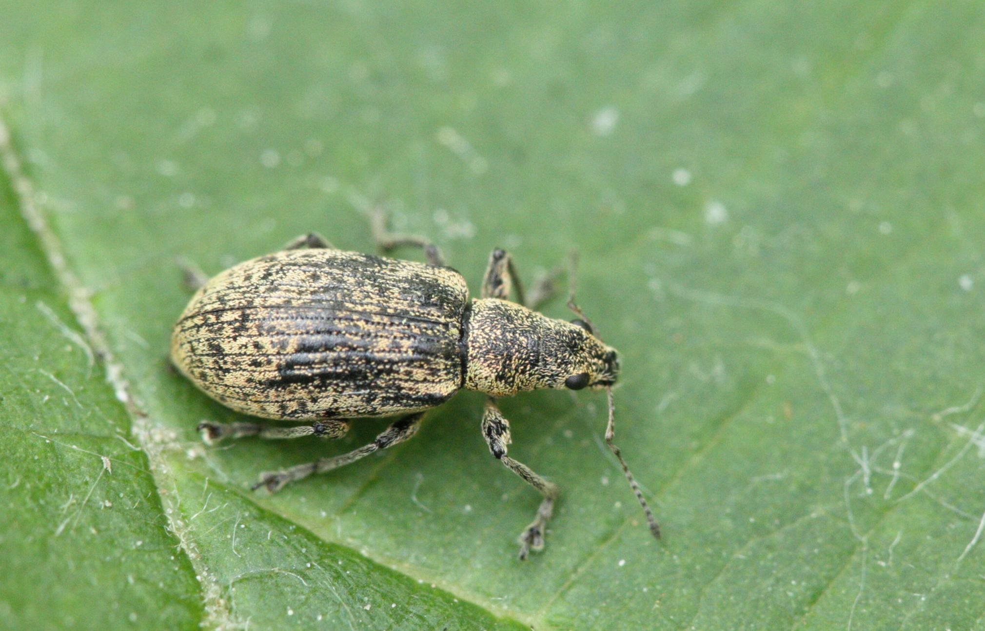 [Polydrusus (Neoeustolus) cervinus] Polydrusus cervinus? - Le Monde des ...