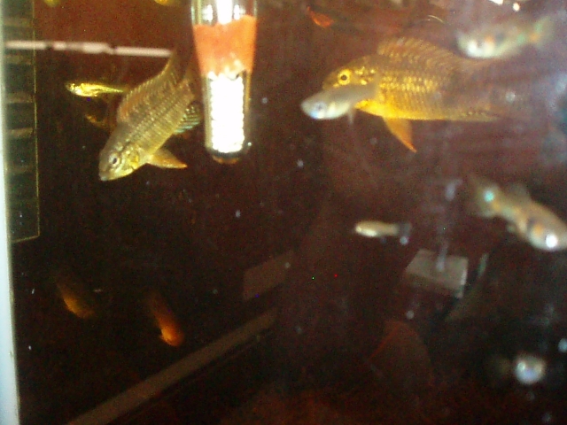 Apistogramma sp. Vielfleck F1