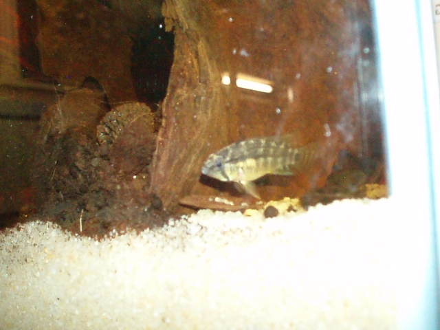 Apistogramma sp. Vielfleck F1