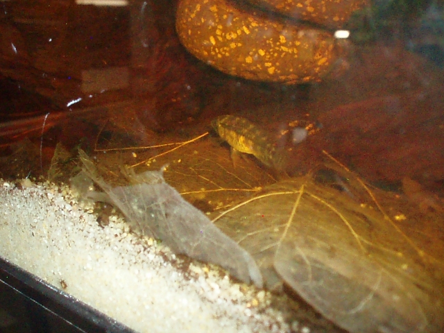 Apistogramma sp. Vielfleck F1
