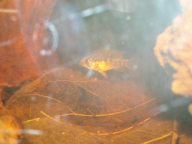 Apistogramma sp. Vielfleck F1