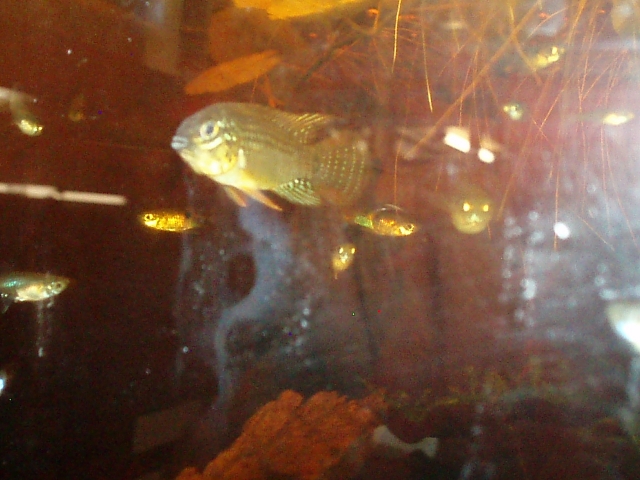 Apistogramma sp. Vielfleck F1