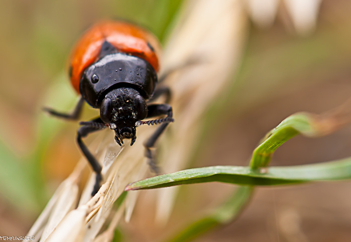 Chrysomèle du peuplier petit insecte qui ressemble à une coccinelle ...