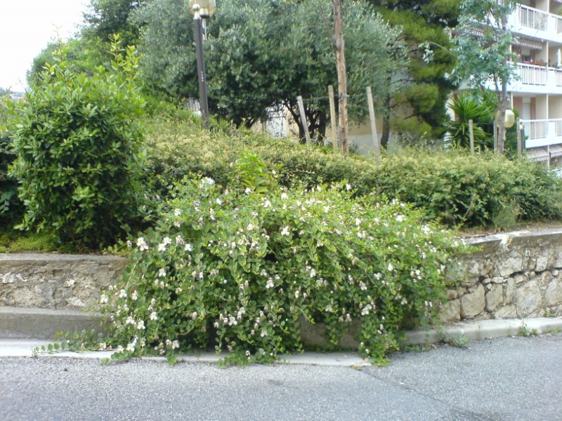 Câprier - Capparis spinosa- Câpres