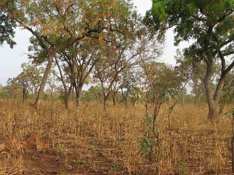 Ecosystèmes - Savane