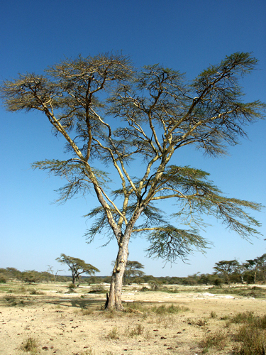 Ecosystèmes - Savane