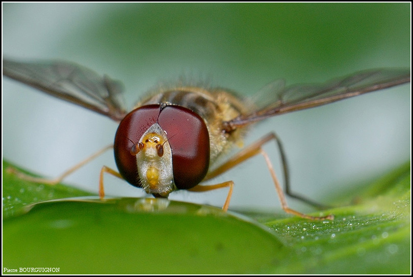 Syrphe ceinturé, éristale par Pierre BOURGUIGNON, photographe animalier ...