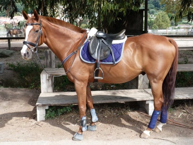 Nouvel équipement pour cheval alezan