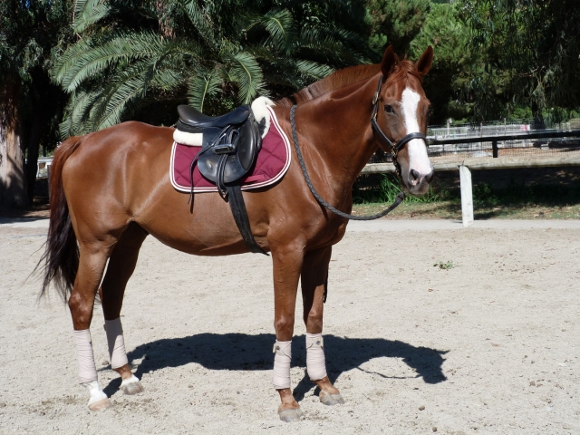 Nouvel équipement pour cheval alezan