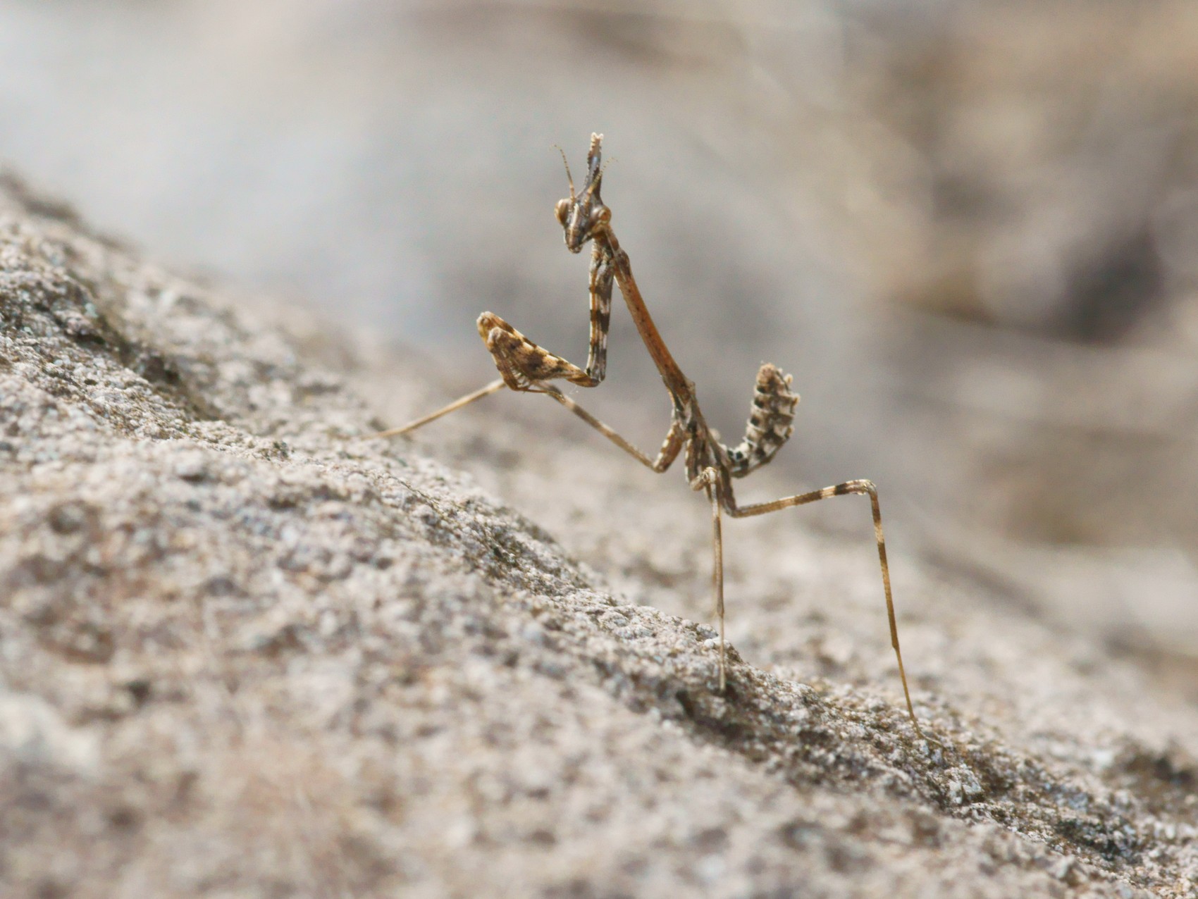 Photo DSC05190-b170r49.3 - Empusa pennata (l'Empuse, le Diablotin ...