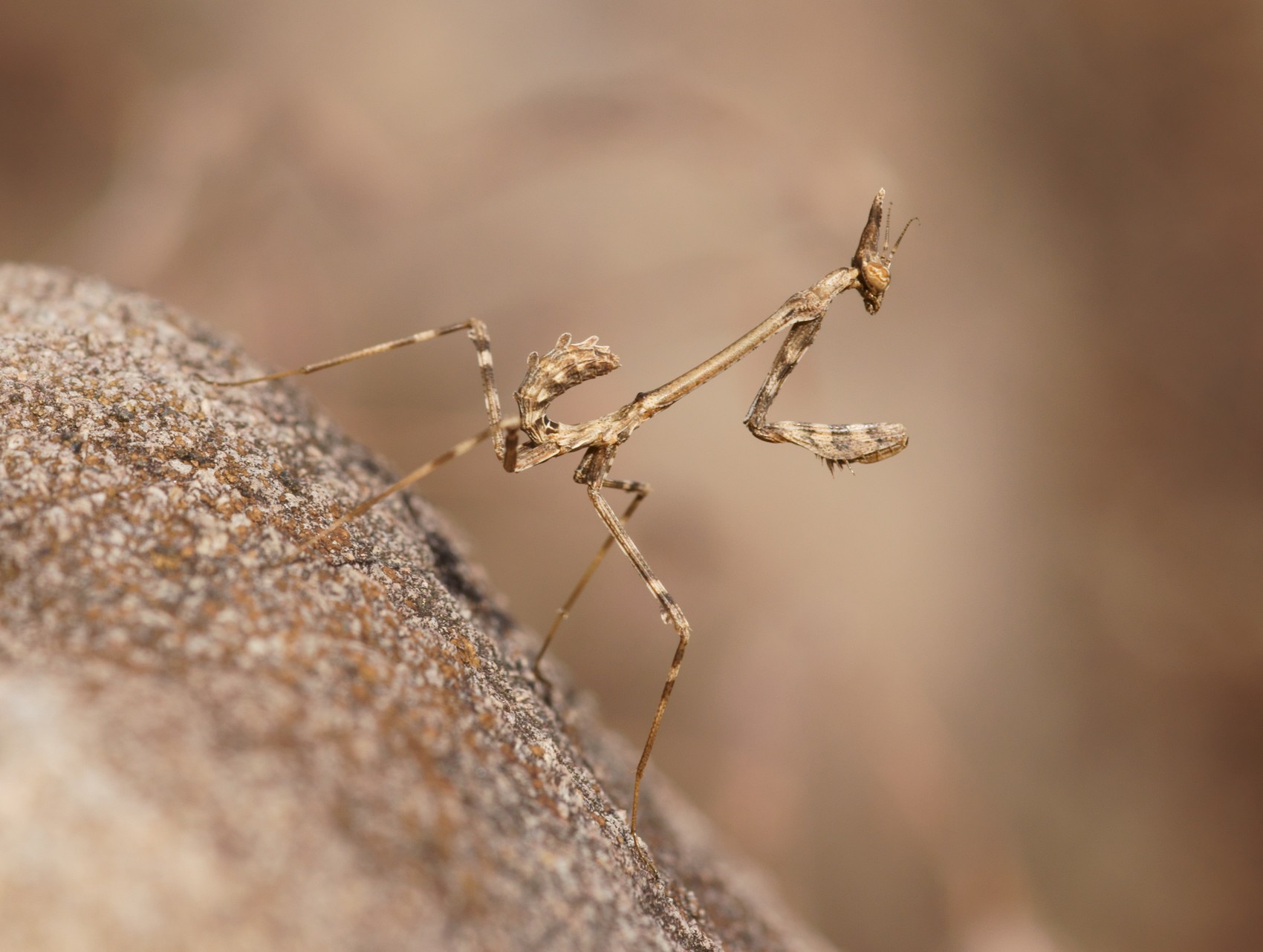 Photo DSC05173-b170r49.3 - Empusa pennata (l'Empuse, le Diablotin ...
