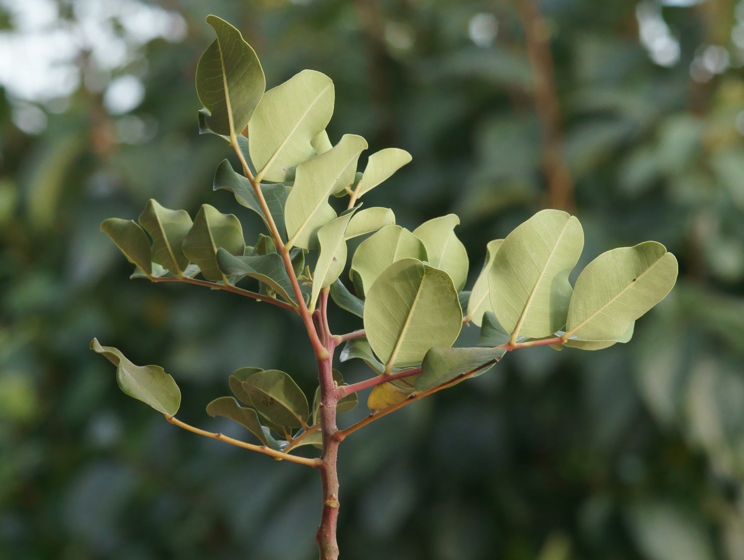 Photo DSC05378-b150r48.2 - Caroubier branche de l'album Flore