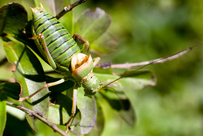 Dites, c'est quoi cette bestiole ? - Macrophotographie et ...