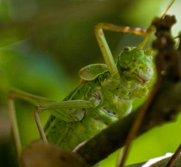 Dites, c'est quoi cette bestiole ? - Macrophotographie et ...