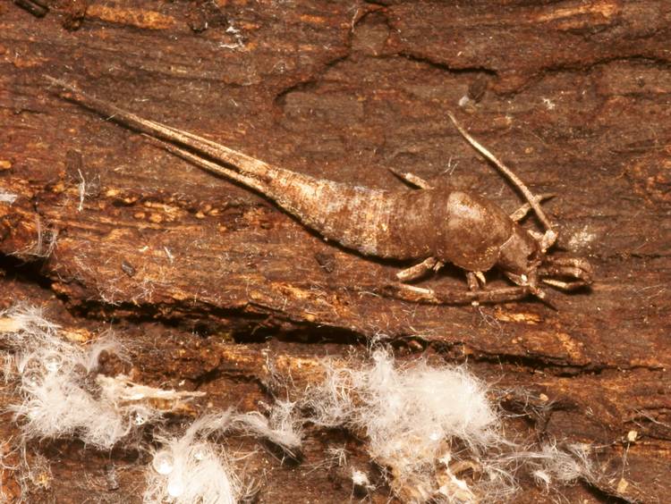 [Praemachilis excelsior] Microcoryphia VL-2 * - Le Monde des insectes