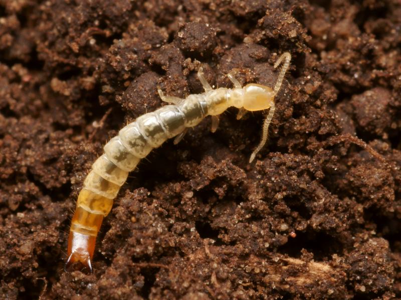 Photo DSC07826R1-b222-080r475.3 - .. .. [Japygidae - Diploures ...