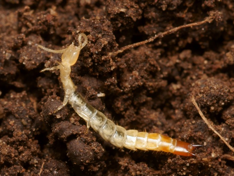 Photo DSC07823R1-b210-080r485.3 - .. .. [Japygidae - Diploures ...