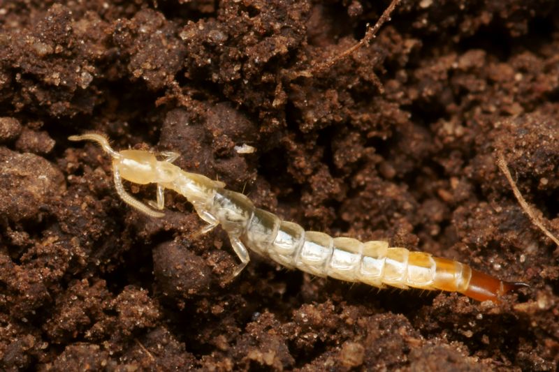 Photo DSC07819R1-b230-080r48.2 - .. .. [Japygidae - Diploures ...