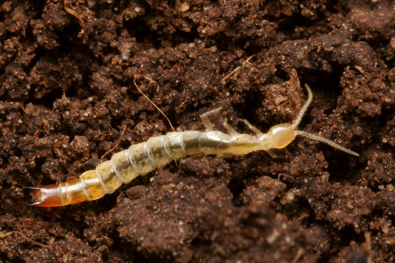 Photo DSC07815R1-b261-080r48.2 - .. .. [Japygidae - Diploures ...