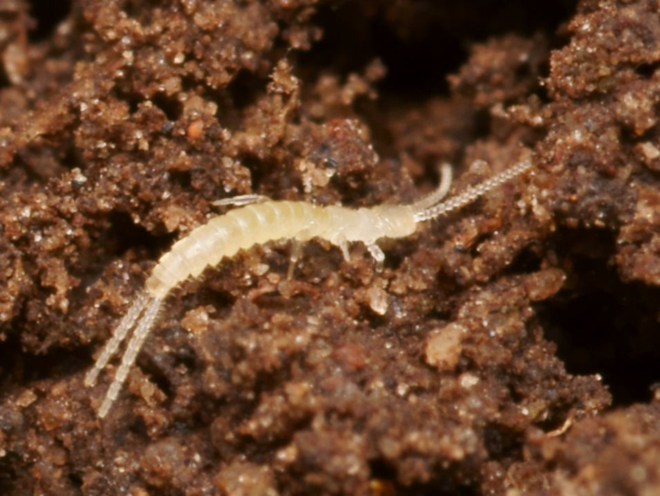 [Campodeinae] Campodeidae V-L * - Le Monde des insectes