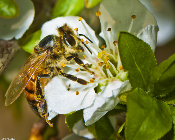 Le retour des butineuses - Macrophotographie et proxiphotographie ...
