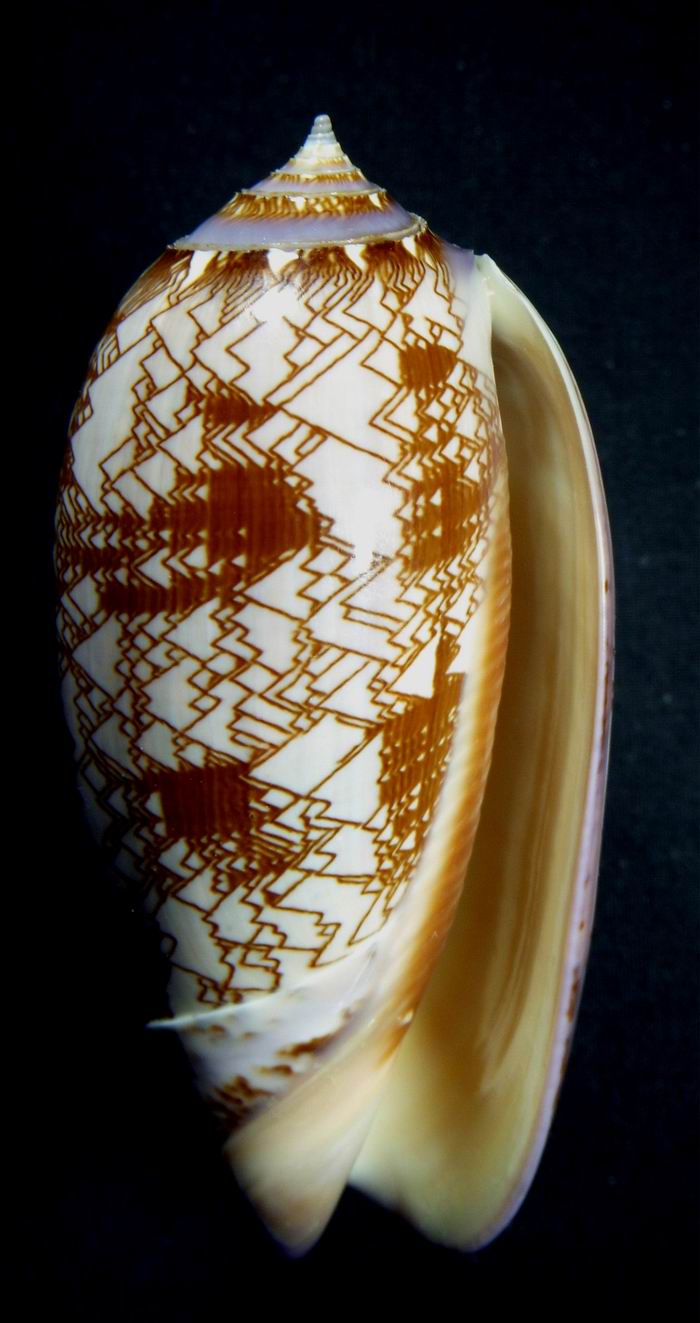 Olividae - Olivinae : Porphyria porphyria (Linnaeus, 1758) - Worms ...