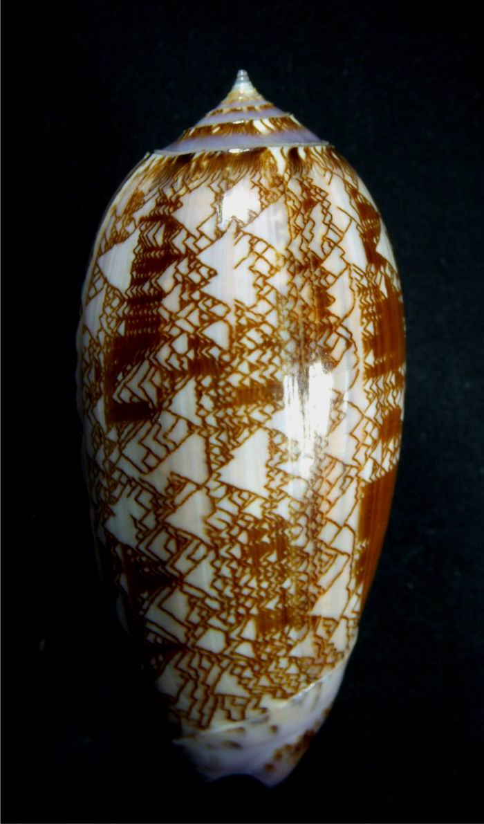 Olividae - Olivinae : Porphyria porphyria (Linnaeus, 1758) - Worms ...