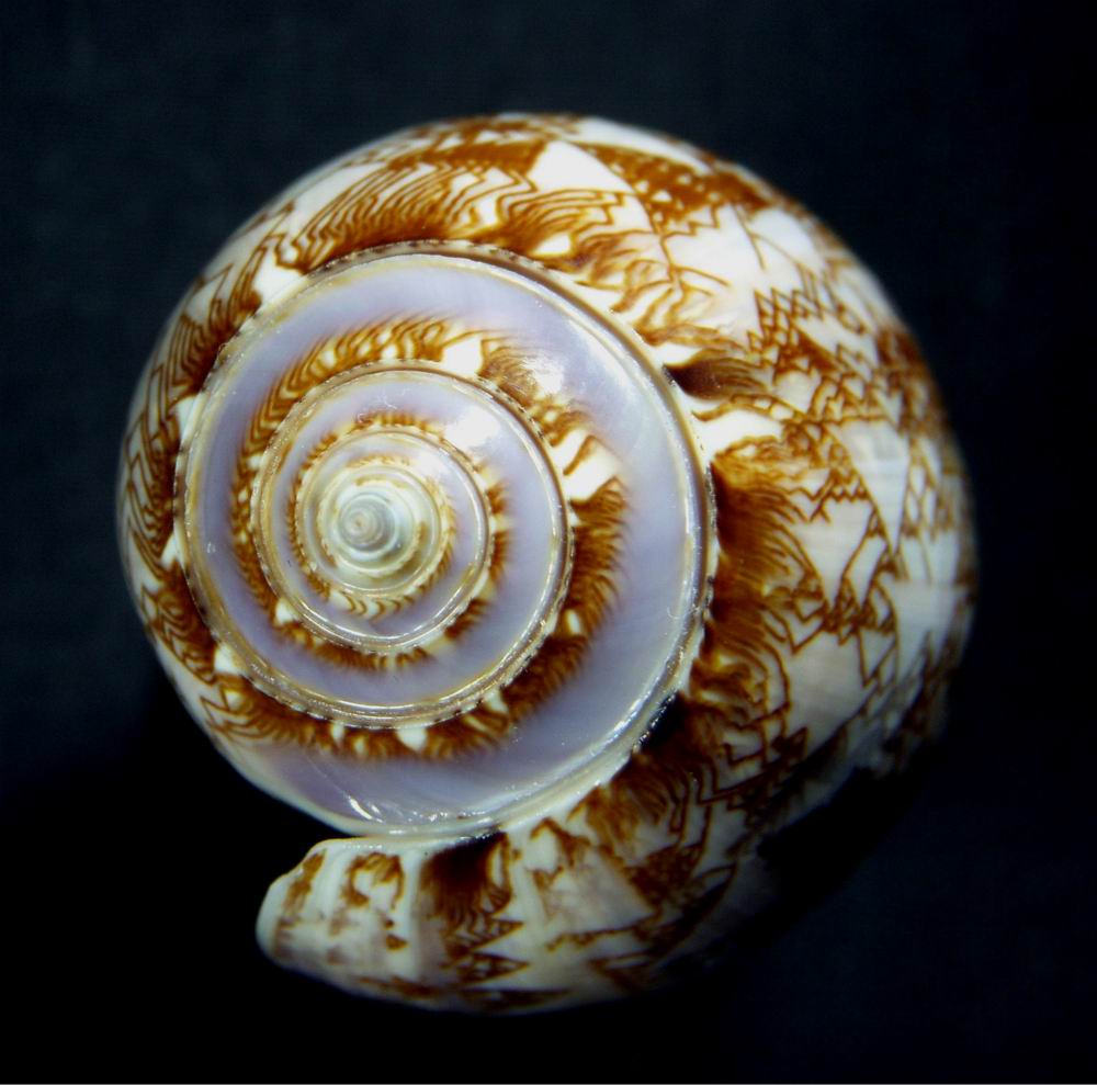 Olividae - Olivinae : Porphyria porphyria (Linnaeus, 1758) - Worms ...