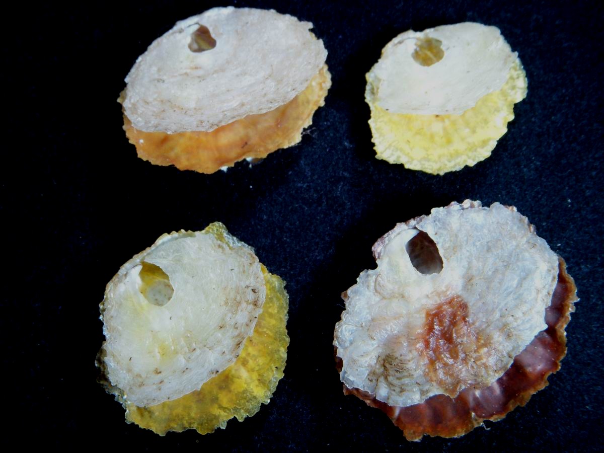 Anomiidae : Anomia ephippium Linnaeus, 1758