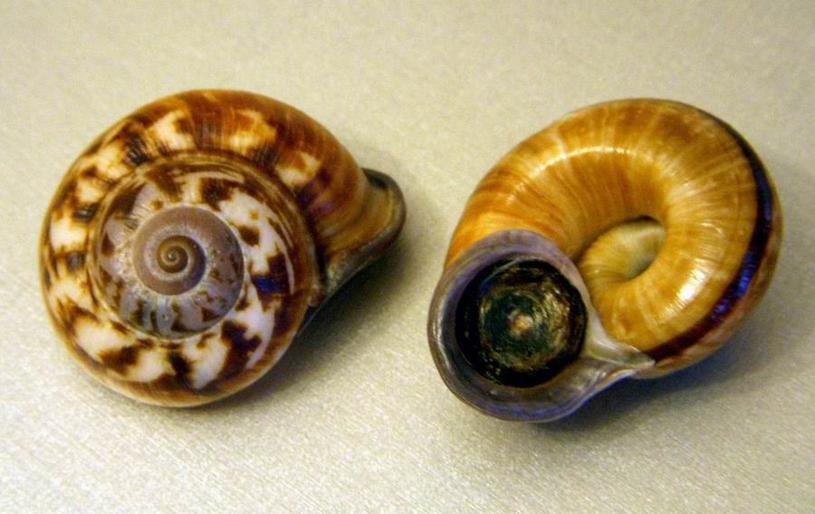 Cyclophorinae Myxostoma petiverianum (Wood, 1828)