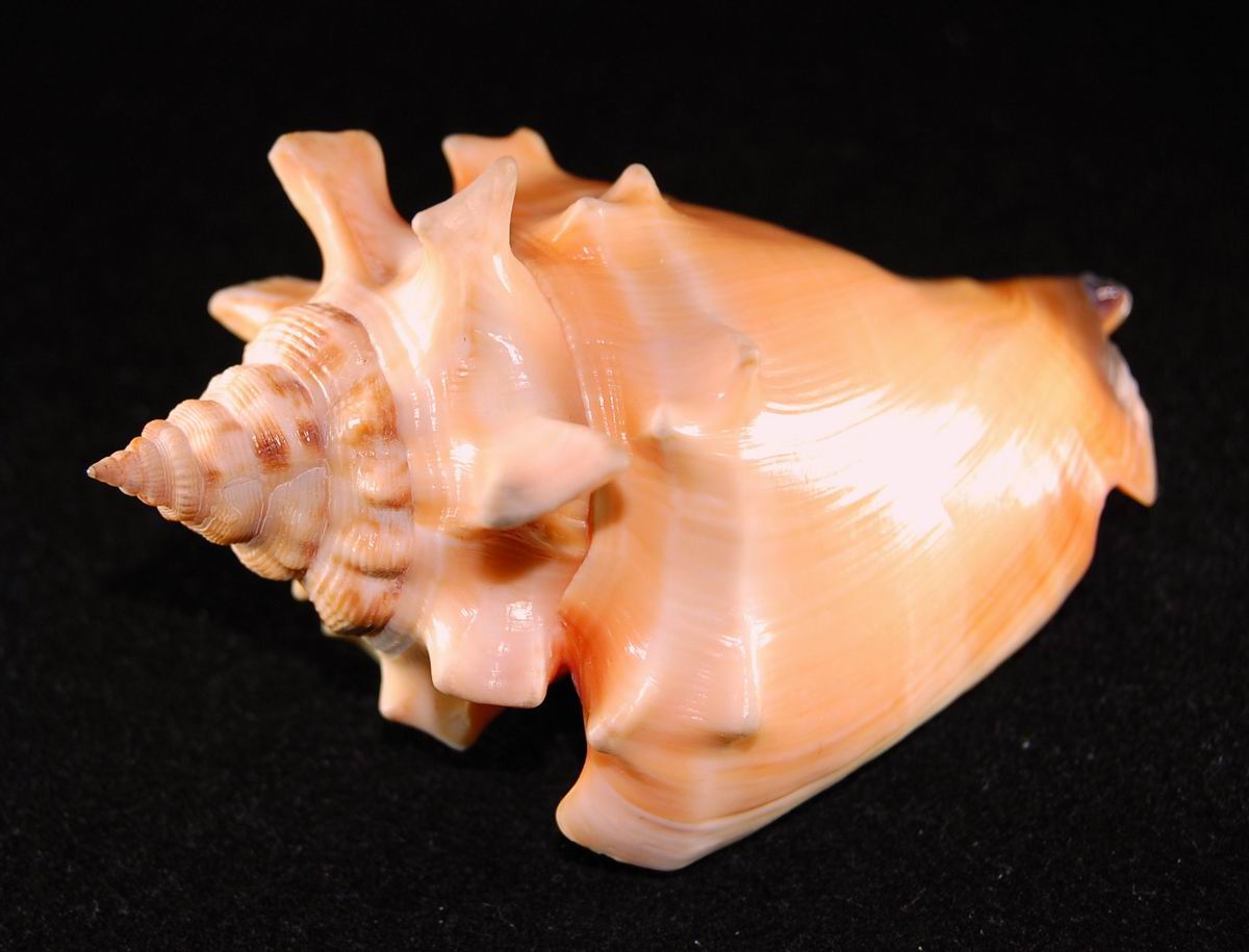 Strombus pugilis - (Linnaeus, 1758) - Page 2