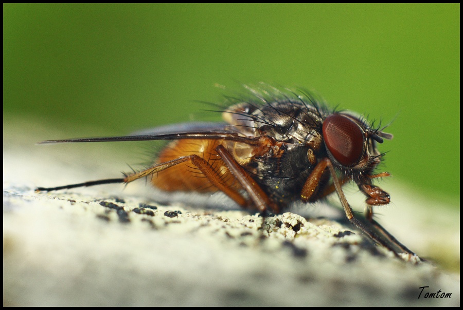Une mouche de très près - Macrophotographie et proxiphotographie ...