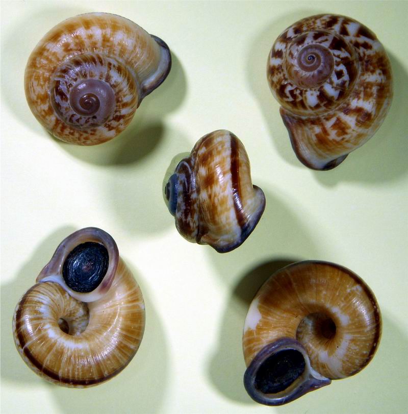 Cyclophorinae Myxostoma petiverianum (Wood, 1828)