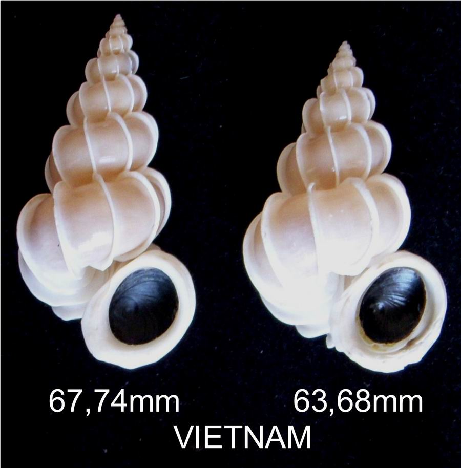 Epitonium scalare (Linnaeus, 1758)