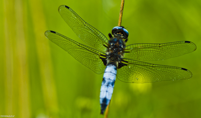 La belle libellule bleue - Macrophotographie et proxiphotographie