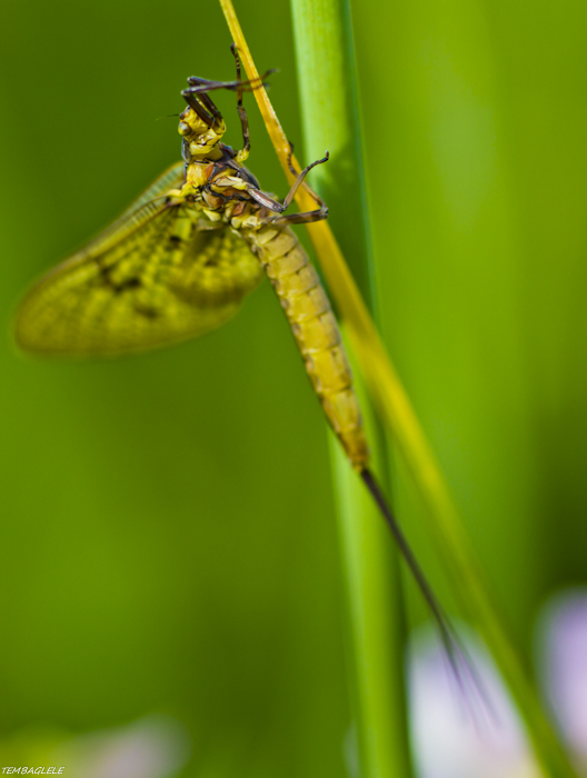 Insecte volant non identifé - Macrophotographie et proxiphotographie ...