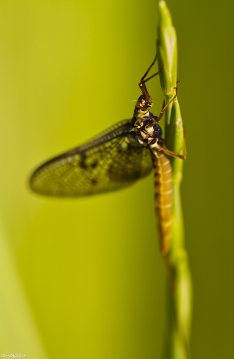 Insecte volant non identifé - Macrophotographie et proxiphotographie