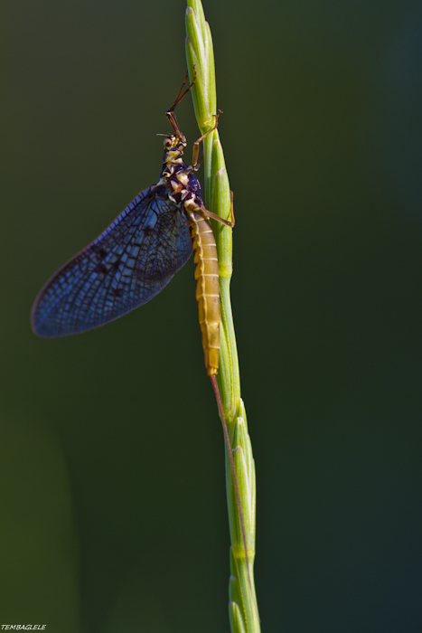 Insecte volant non identifé - Macrophotographie et proxiphotographie ...
